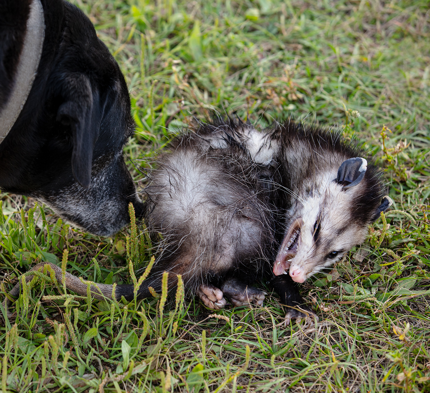 Possum | VolkStudio Blog